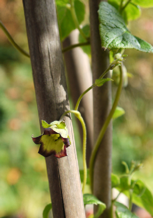 Codonopsis at Woodlands | Woodlands Plants