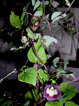 Codonopsis at Woodlands | Woodlands Plants